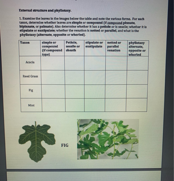 Solved External structure and phyllotaxy. 1. Examine the | Chegg.com