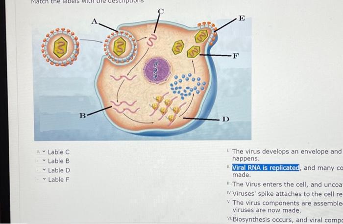 Solved Match the label: II. V Lable C Lable B Lable D Lable | Chegg.com