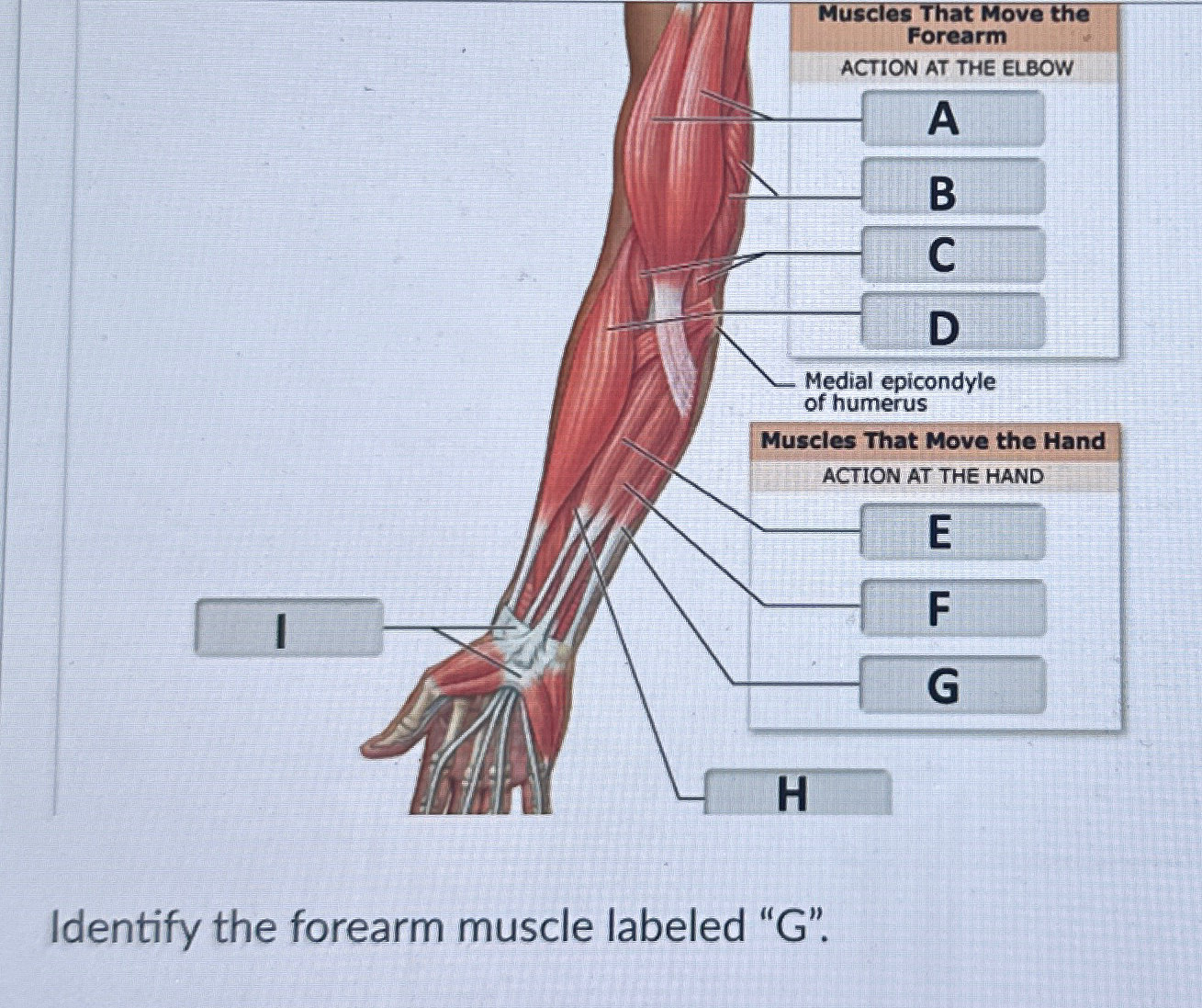 Solved Identify the forearm muscle labeled " G ". | Chegg.com