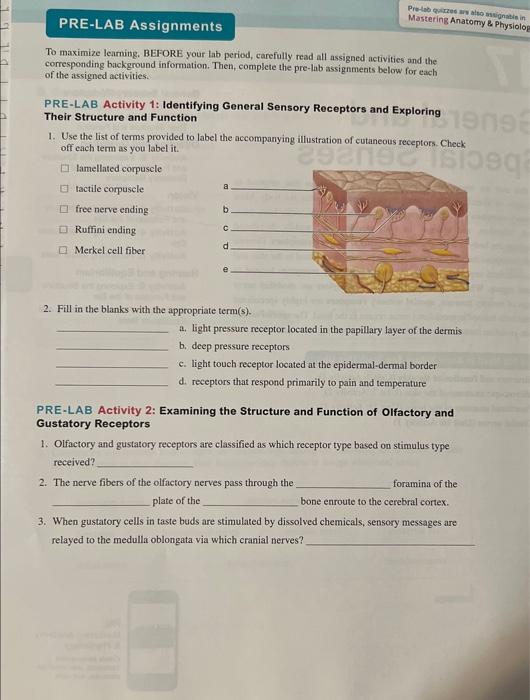 Solved To maximize learning. BEFORE your lab period, | Chegg.com