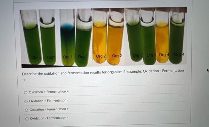 Solved Describe the oxidation and fermentation results for | Chegg.com