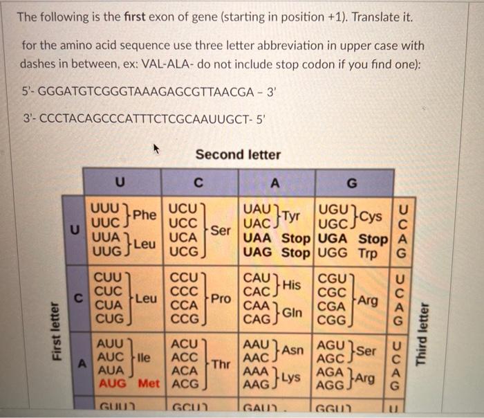 Solved The following is the first exon of gene (starting in | Chegg.com