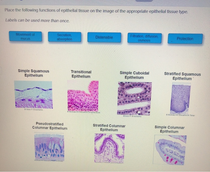 Epithelial Tissue Types Functions And Locations Epithelial Tissue