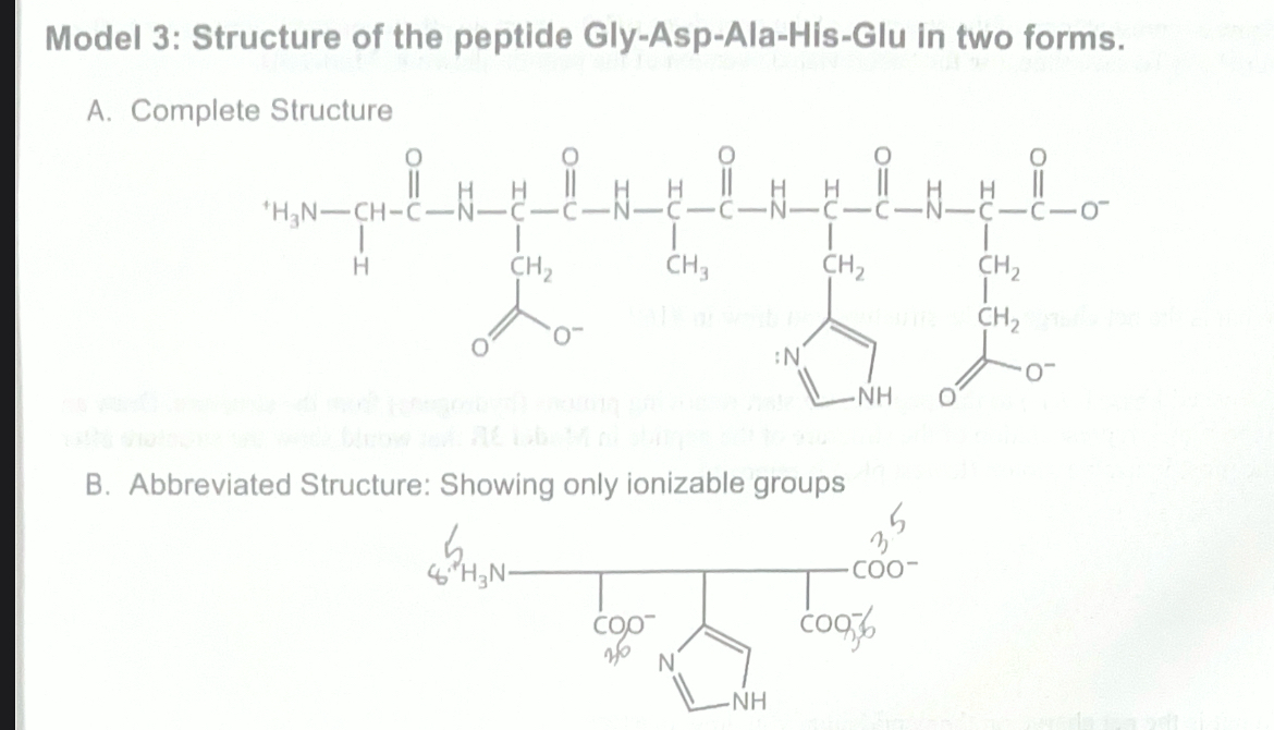 Model 3: Structure of the peptide Gly-Asp-Ala-His-Glu | Chegg.com