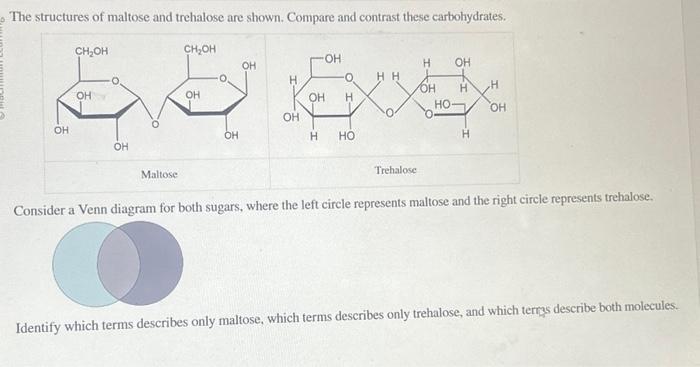 Solved The structures of maltose and trehalose are shown. | Chegg.com Solved The structures of maltose and trehalose are shown. | Chegg.com