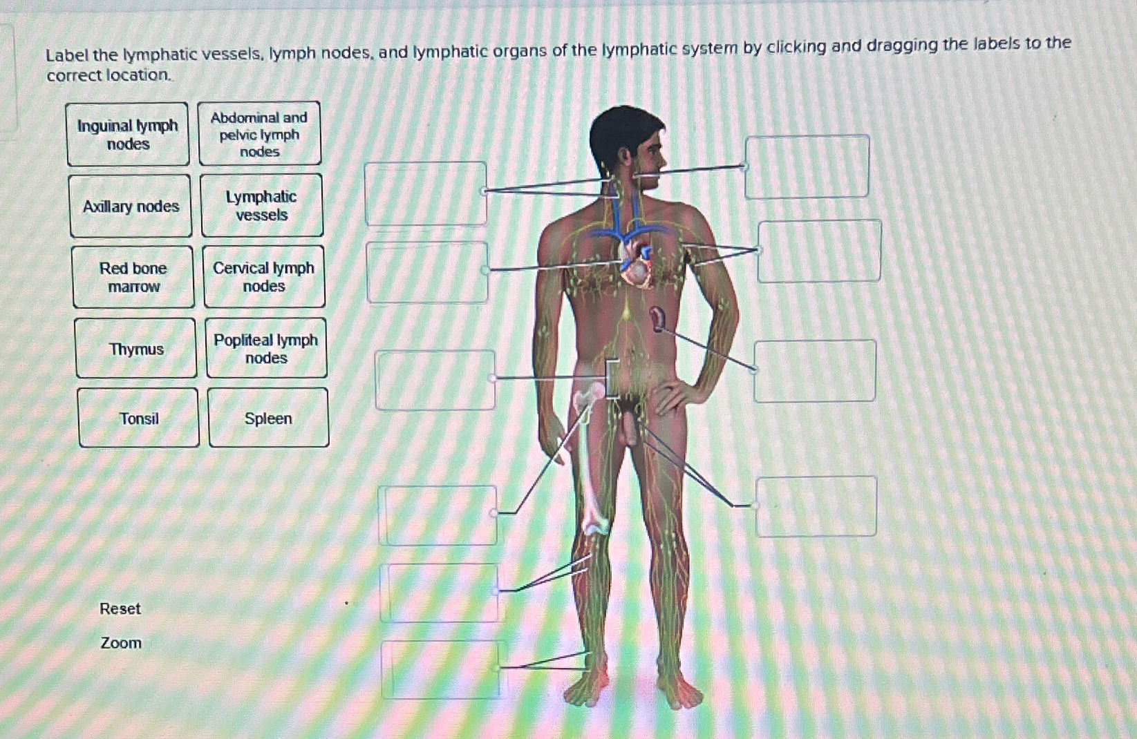 Solved Label the lymphatic vessels. lymph nodes, and | Chegg.com