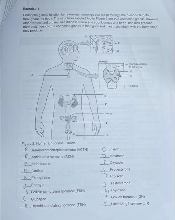 Solved Exercise 1 Endocrine glands function by releasing | Chegg.com