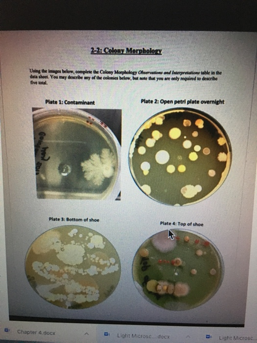 2-2 Colony Morphology Data Sheet Observations and | Chegg.com