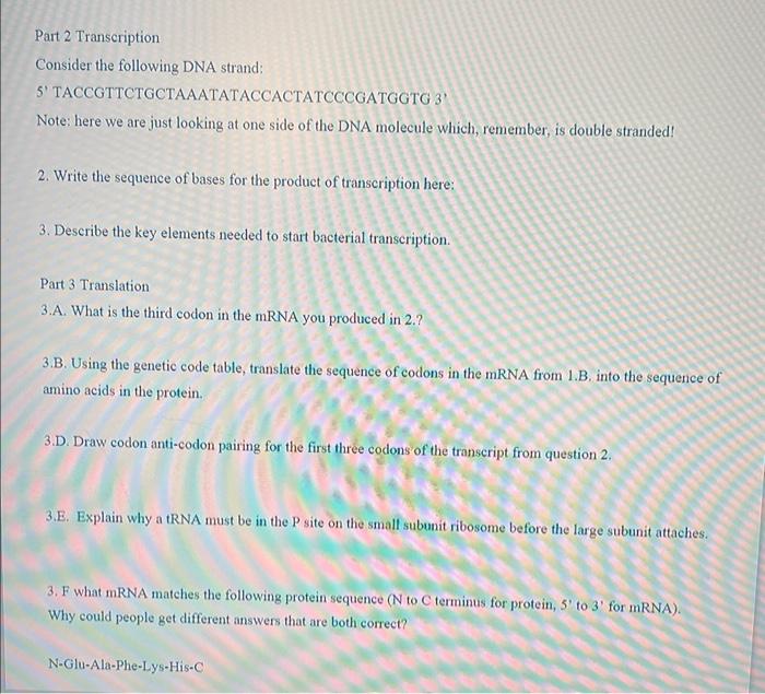 Solved Part 2 Transcription Consider the following DNA | Chegg.com
