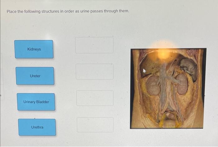 Solved Place the following structures in order as urine | Chegg.com