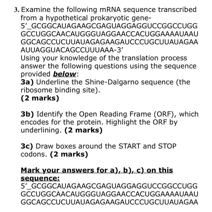 Solved 3. Examine the following mRNA sequence transcribed | Chegg.com