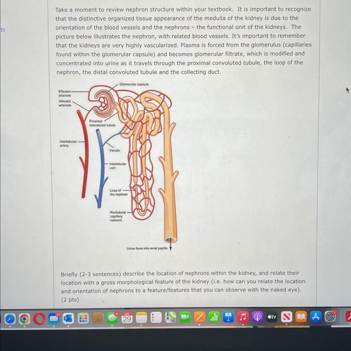 Solved Take a moment to review nephron structure within your | Chegg.com