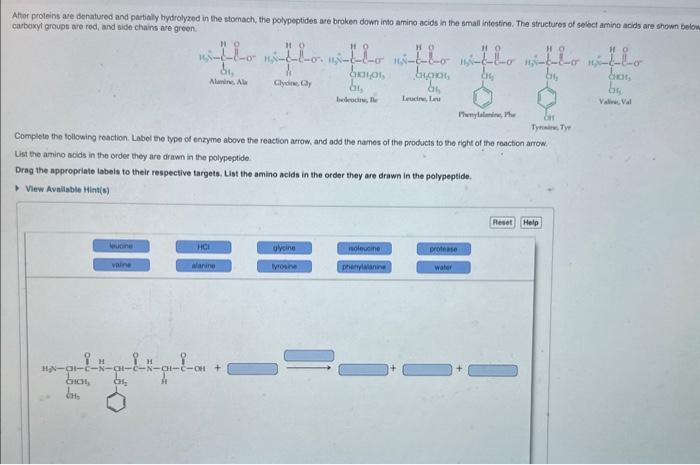 Solved Atsor proleins are denatured and patialy hydrolyzed | Chegg.com