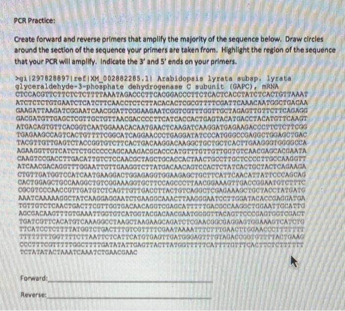 Solved PCR Practice: create forward and reverse primers that | Chegg.com