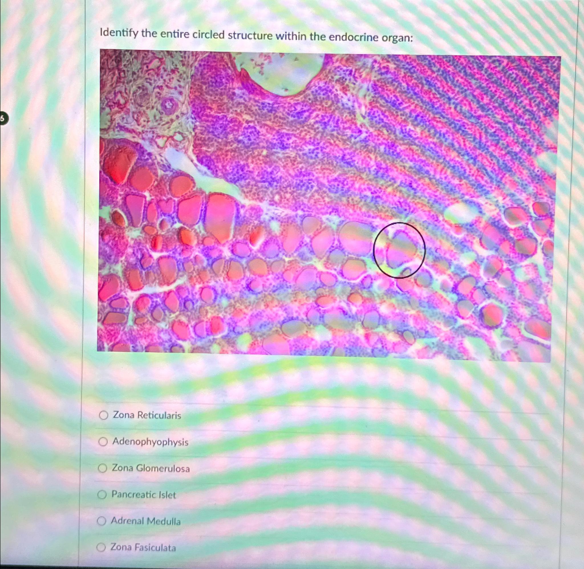 Solved Identify the entire circled structure within the | Chegg.com