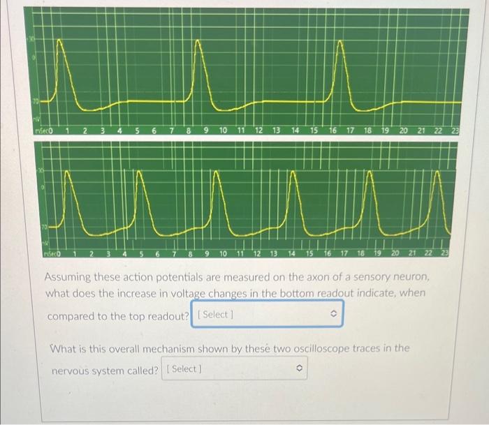 Solved Assuming these action potentials are measured on the | Chegg.com