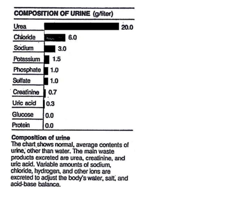 Normal Makeup Of Urine | Saubhaya Makeup