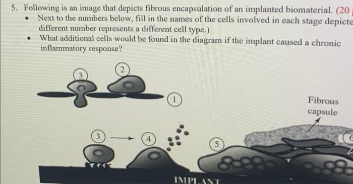 Solved 5. Following is an image that depicts fibrous | Chegg.com
