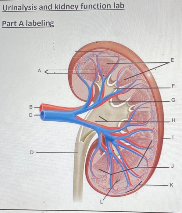 Solved Urinalysis and kidney function lab Part A labeling E | Chegg.com