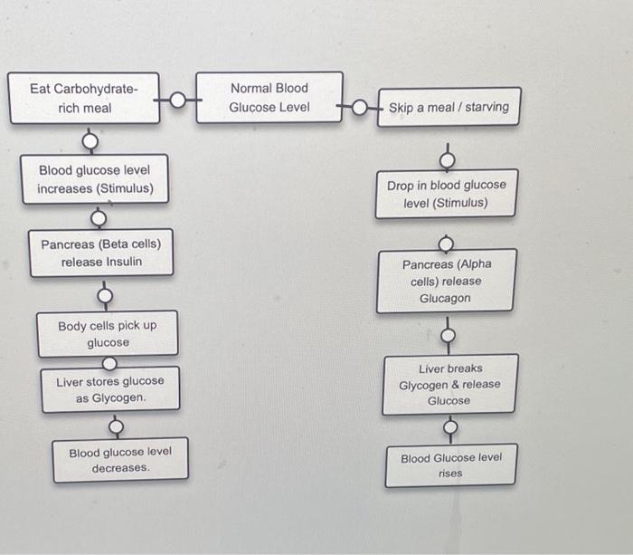 Solved Create two paths to explain the glucose homeostasis | Chegg.com