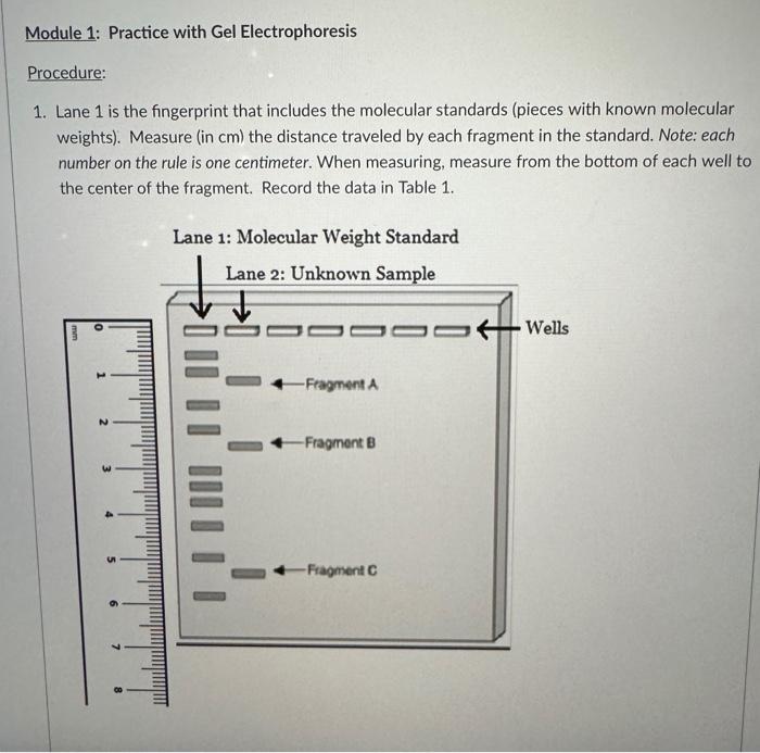 Module 1: Practice with Gel Electrophoresis | Chegg.com