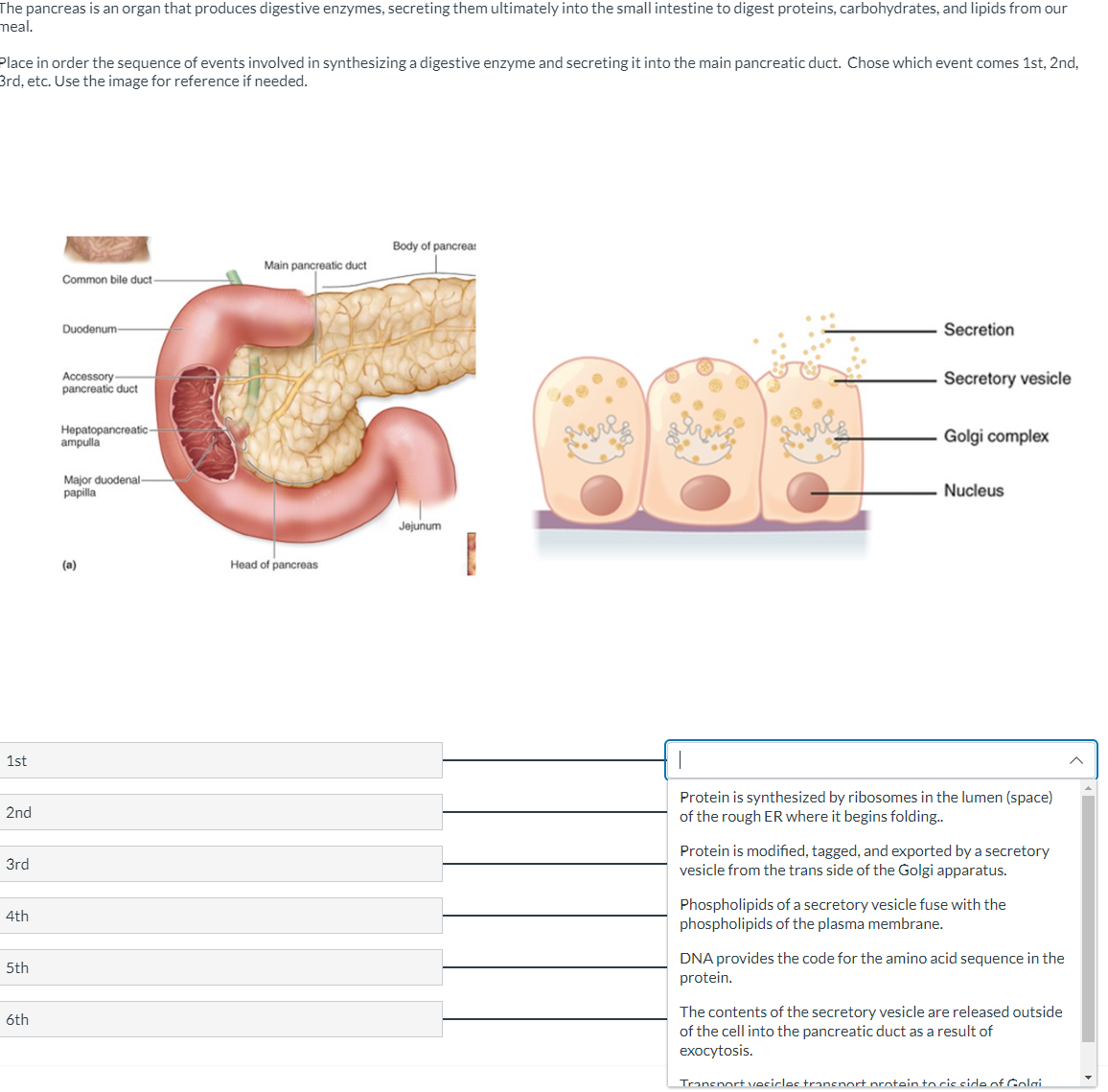 Solved The pancreas is an organ that produces digestive | Chegg.com