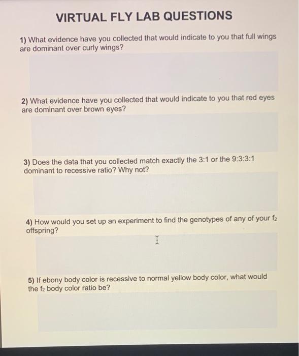 VIRTUAL FLY LAB QUESTIONS 1) What evidence have you | Chegg.com
