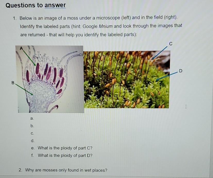 Solved Questions to answer 1. Below is an image of a moss | Chegg.com