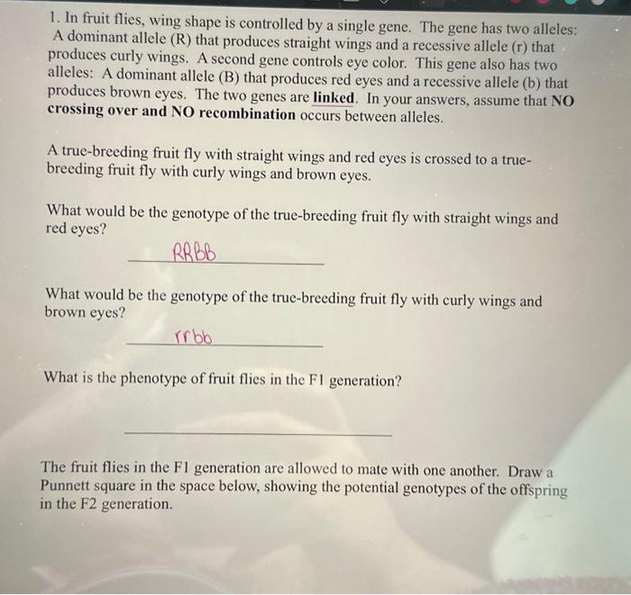 Solved 1. In fruit flies, wing shape is controlled by a | Chegg.com