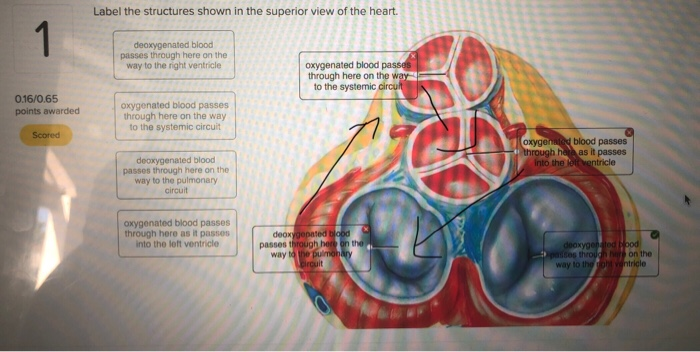 Solved Label the structures shown in the superior view of | Chegg.com