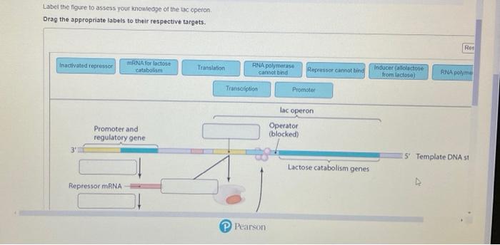 Solved Labet the figure to assess your knowledge of the tac | Chegg.com