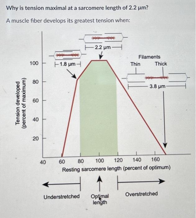 Solved Why is tension maximal at a sarcomere length of 2.2 | Chegg.com