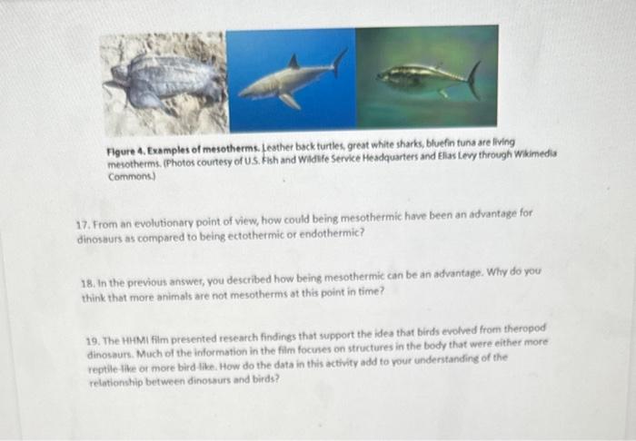 Solved Figure 4. Examples of mesotherms. Leather back | Chegg.com