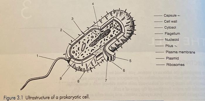 Solved C 3 2 Capsule Cell wall Cytosol Flagellum Nucleold | Chegg.com