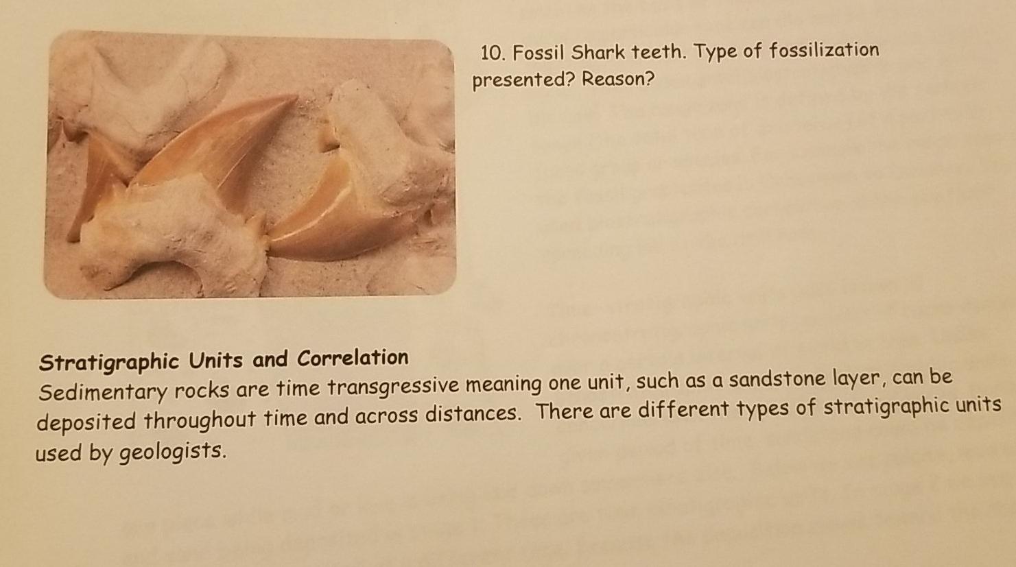 Solved 10. Fossil Shark teeth. Type of fossilization | Chegg.com