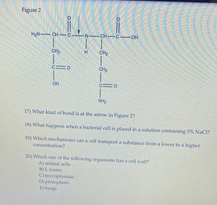 Solved Figure 2 OO H2N-CH --CN-CH-COH CH2 H |_#_ CH2 CO CH2 | Chegg.com
