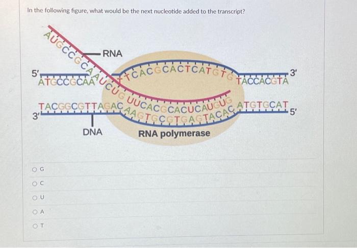 In the following figure, which strand is the template | Chegg.com