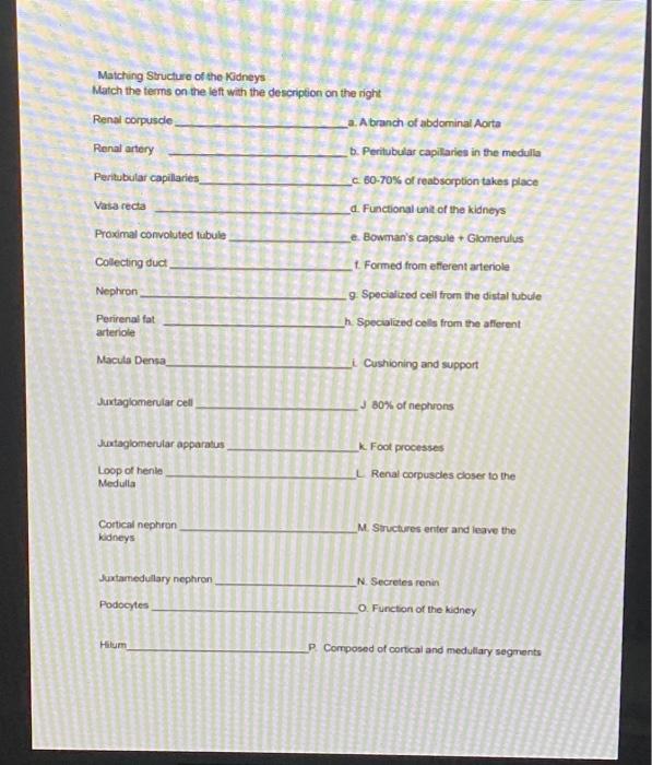 Solved Matching Structure of the Kidneys Match the terms on | Chegg.com