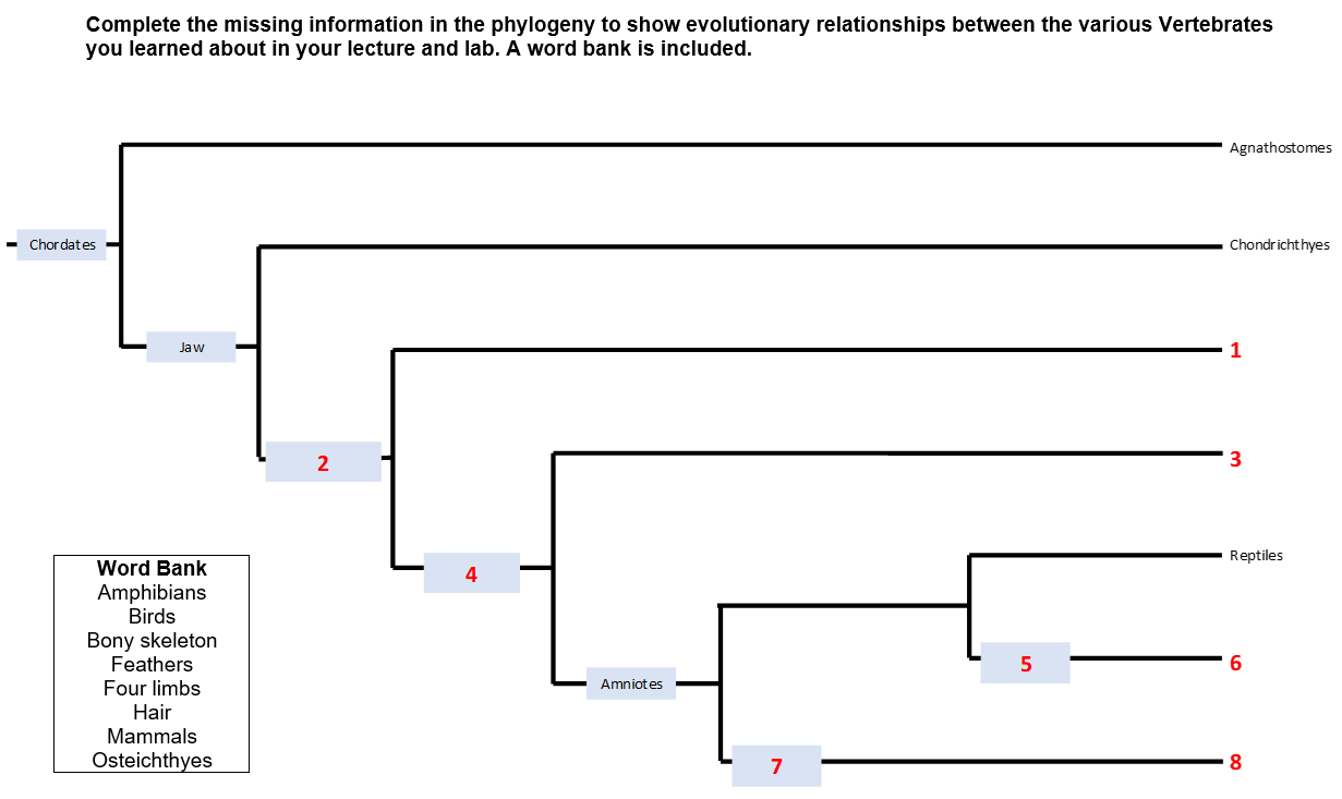 Solved Complete the missing information in the phylogeny to | Chegg.com