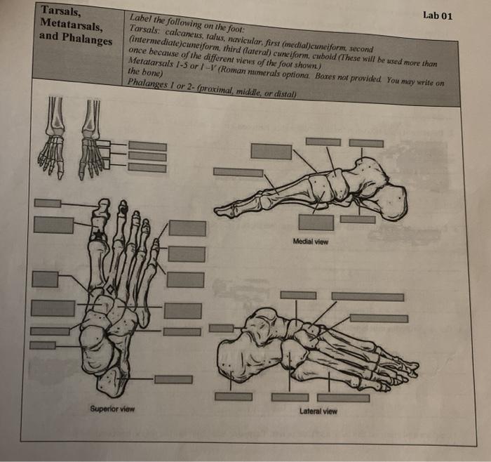 Solved Lab 01 Tarsals, Metatarsals, and Phalanges Label the | Chegg.com