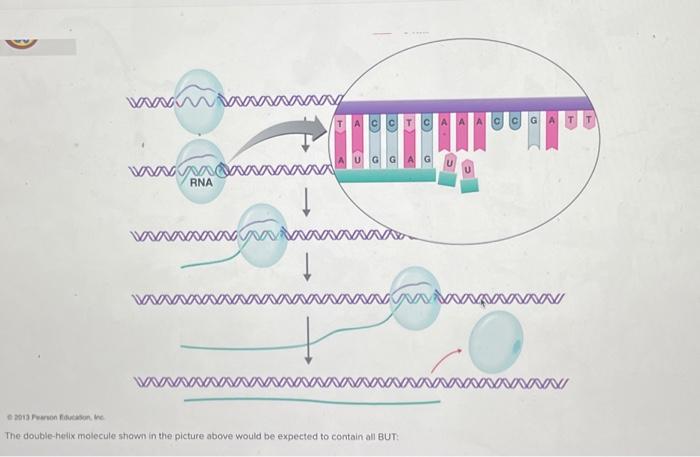 Solved e mis Ferron fidud The double-helix: Multiple Cholce | Chegg.com