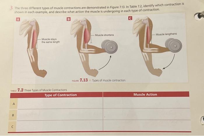 Solved 3 The three different types of muscle contractions | Chegg.com