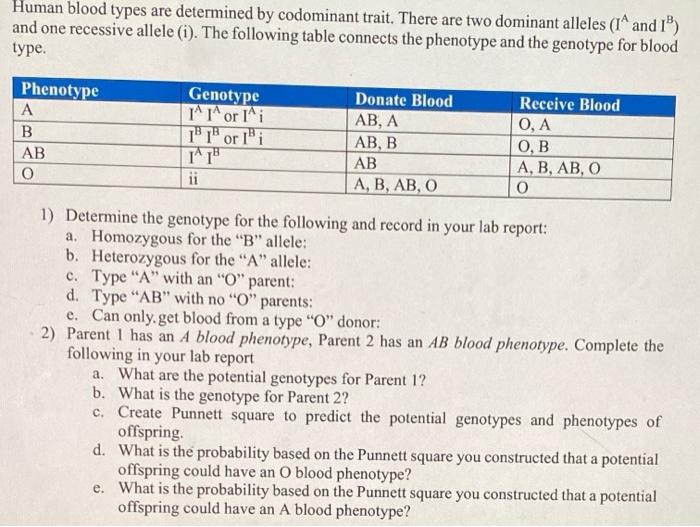 Solved Human blood types are determined by codominant trait. | Chegg.com