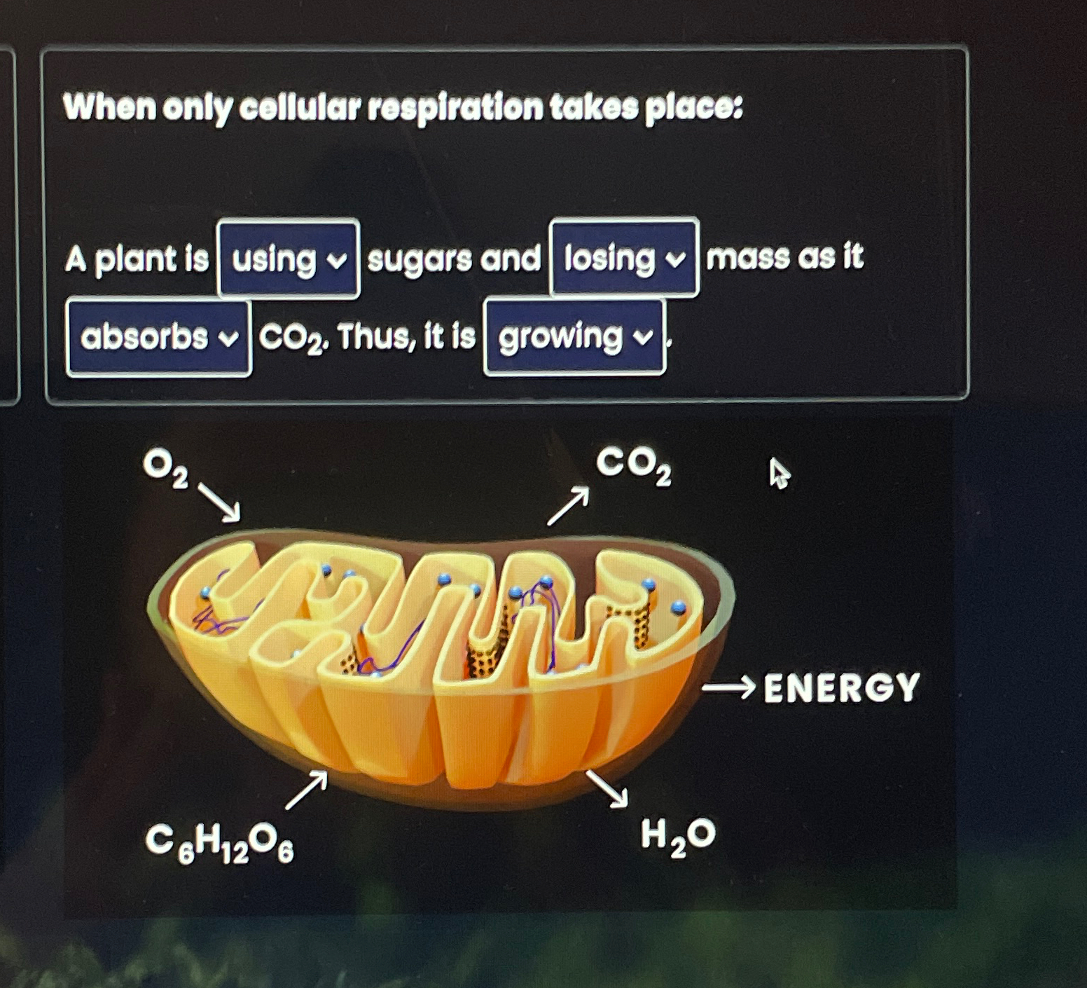 Solved When only cellular respiration takes places | Chegg.com