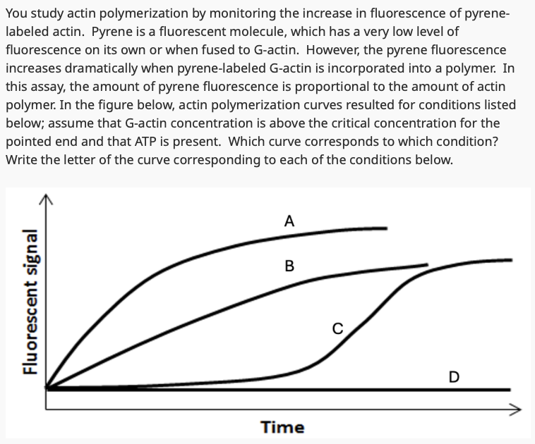 Solved You study actin polymerization by monitoring the | Chegg.com