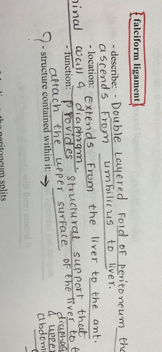 Solved falciform ligament und - describe: - Double Layered | Chegg.com