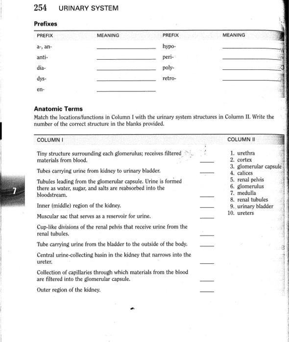 Solved 254 URINARY SYSTEM Anatomic Terms Match the | Chegg.com