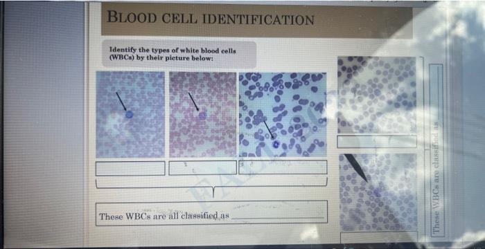 BLOOD CELL IDENTIFICATION Identify the typen of white | Chegg.com