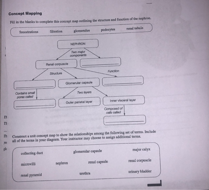 Solved Concept Mapping Fill in the blanks to complete this | Chegg.com Solved Concept Mapping Fill in the blanks to complete this | Chegg.com