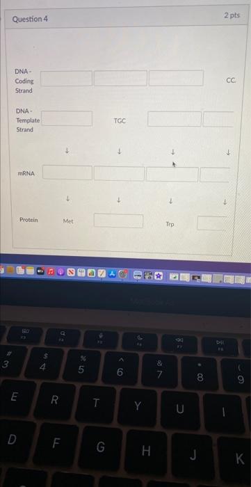 Question 4 2pts DNA- Coding CC. strand DNA. Template | Chegg.com Question 4 2pts DNA- Coding CC. strand DNA. Template | Chegg.com